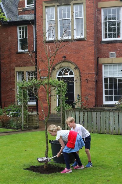 Oak Tree Planted To Mark Coronation | News | St Peter's School